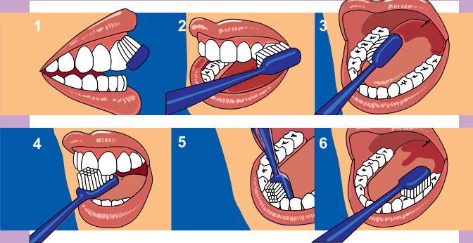 Tooth Brushing Technique | BAU Dental Hospital